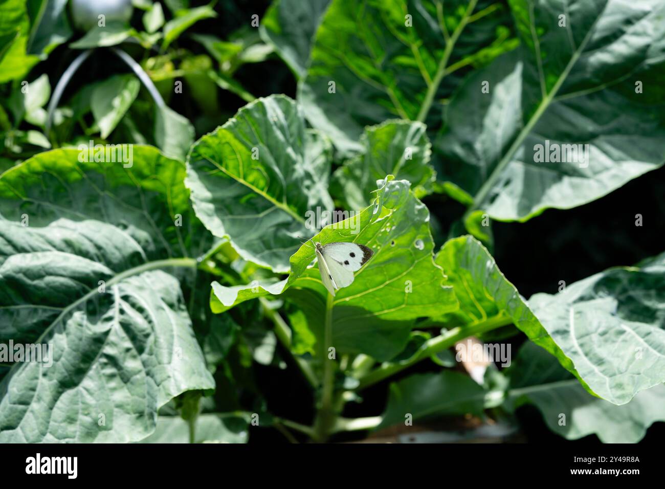 The larvae of the white cabbage butterfly Pieris brassicae destroy the ...