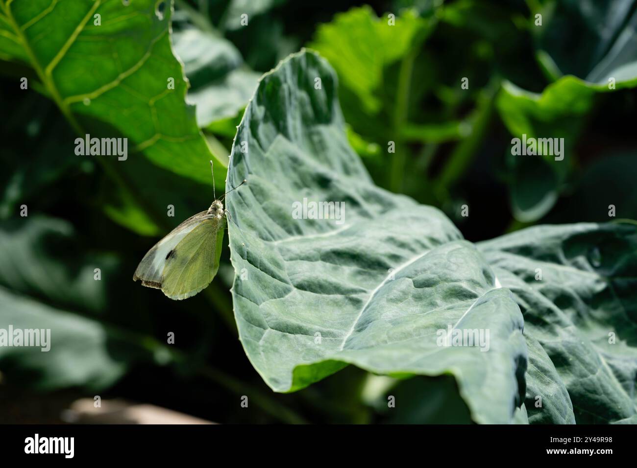The larvae of the white cabbage butterfly Pieris brassicae destroy the ...