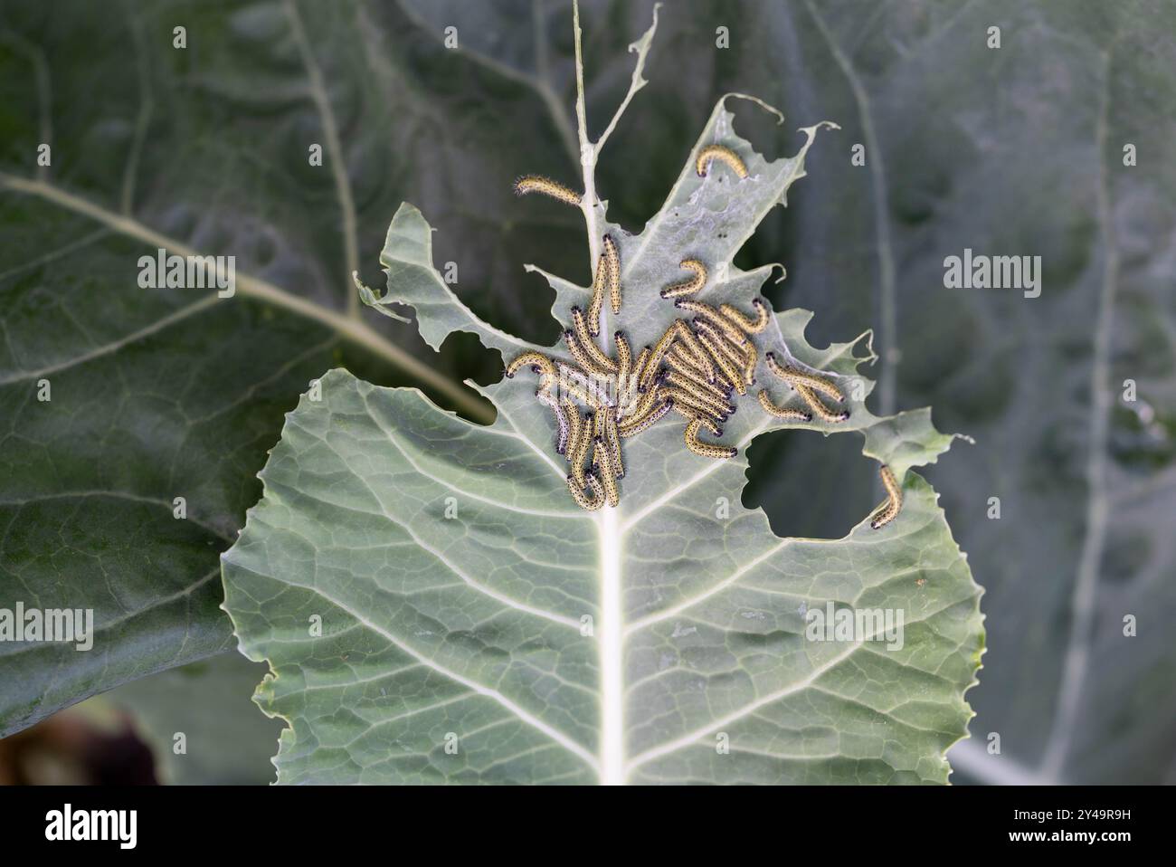 The larvae of the white cabbage butterfly Pieris brassicae destroy the ...