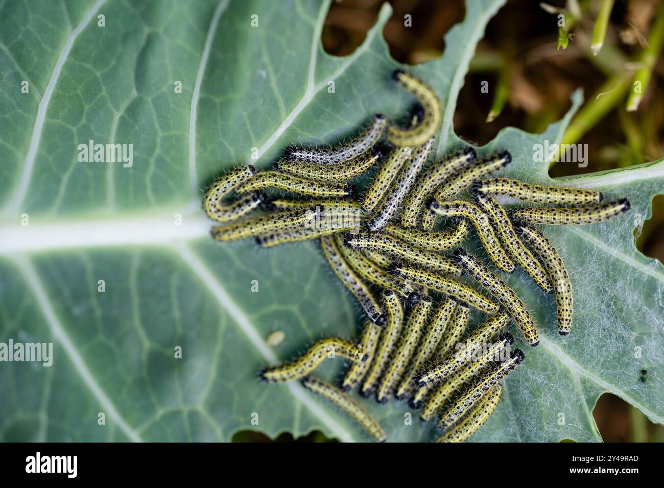The larvae of the white cabbage butterfly Pieris brassicae destroy the ...