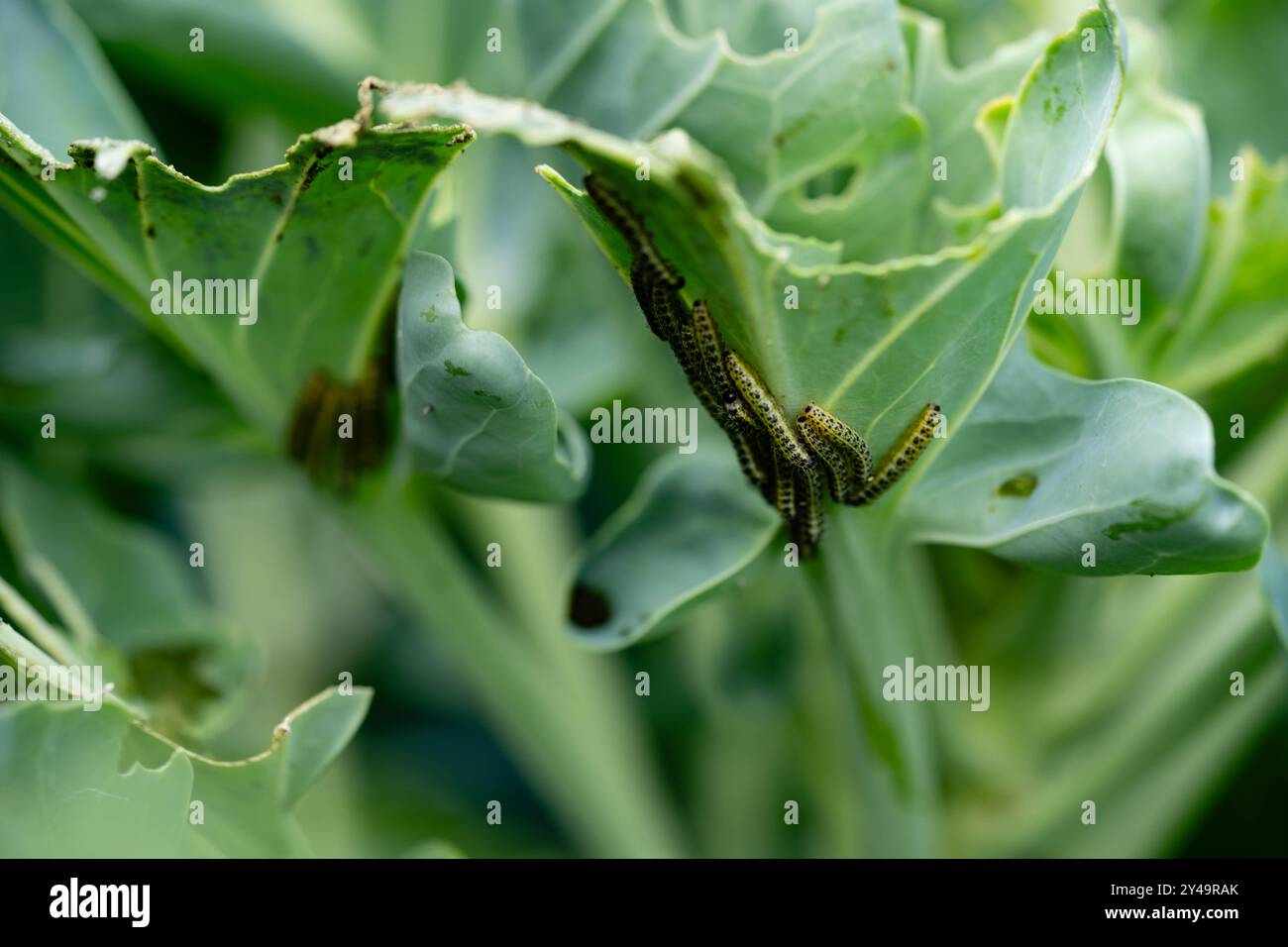 The larvae of the white cabbage butterfly Pieris brassicae destroy the ...