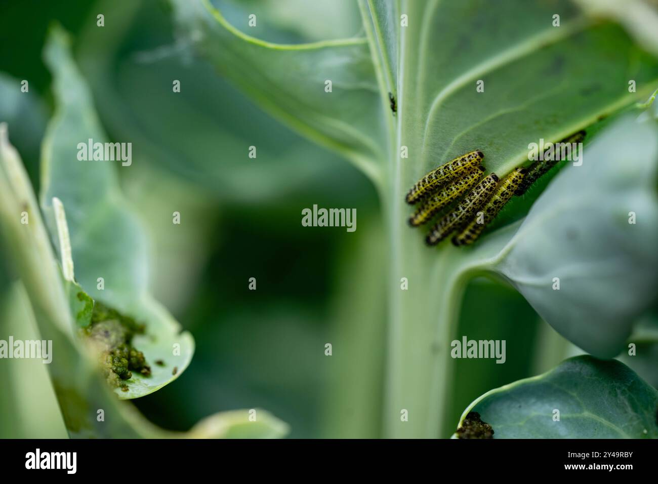 The larvae of the white cabbage butterfly Pieris brassicae destroy the ...