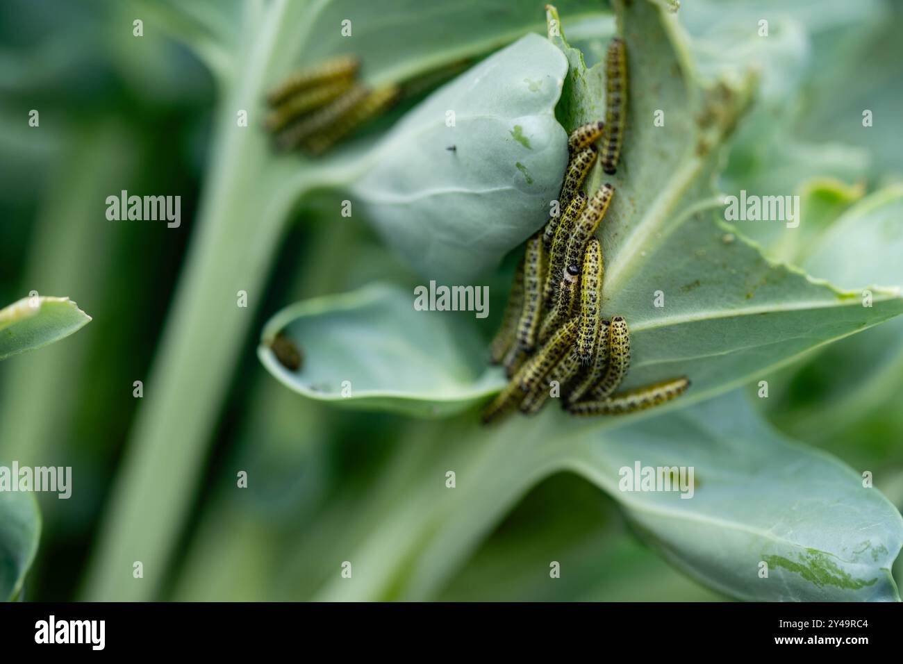 The larvae of the white cabbage butterfly Pieris brassicae destroy the ...