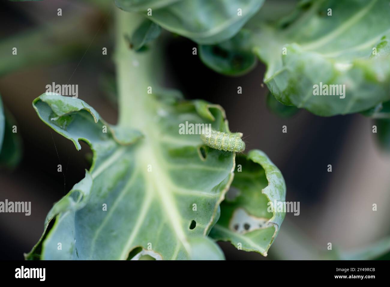 The larvae of the white cabbage butterfly Pieris brassicae destroy the ...