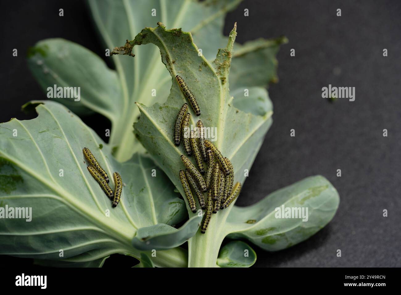 The larvae of the white cabbage butterfly Pieris brassicae destroy the ...