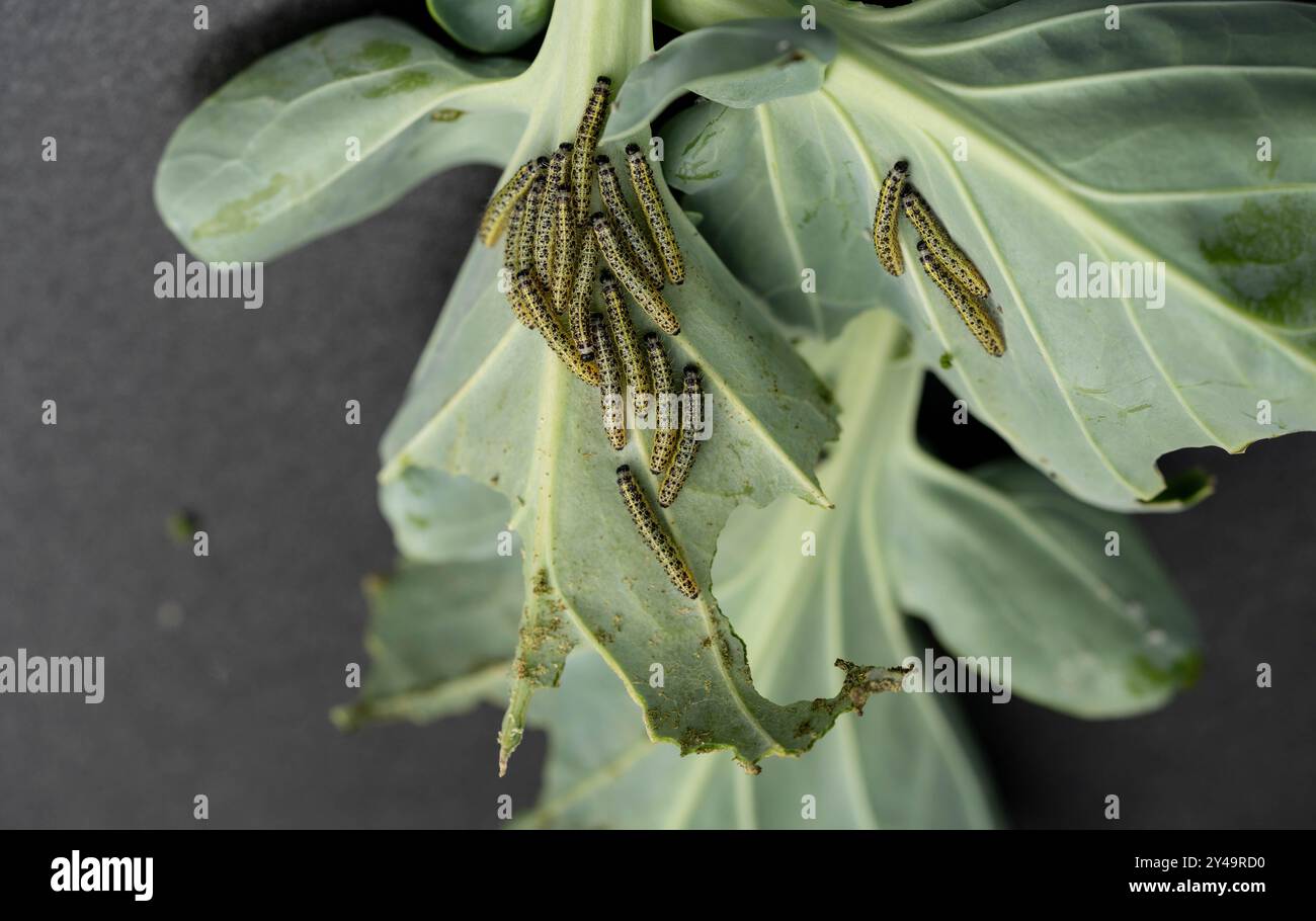 The larvae of the white cabbage butterfly Pieris brassicae destroy the ...