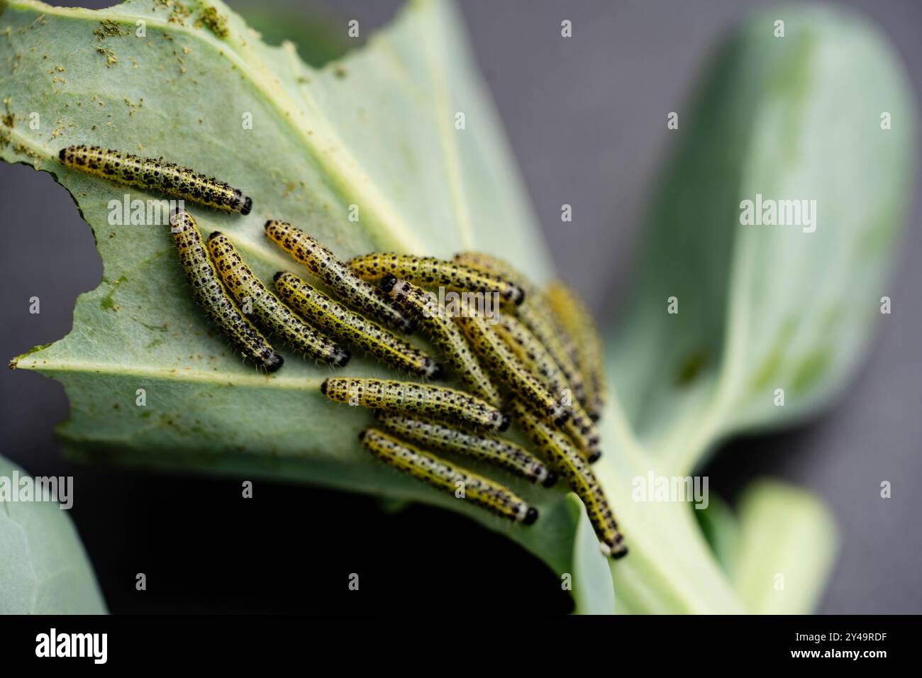 The larvae of the white cabbage butterfly Pieris brassicae destroy the ...