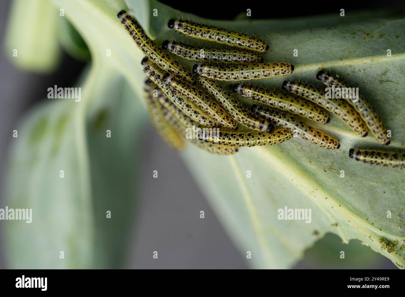 The larvae of the white cabbage butterfly Pieris brassicae destroy the ...