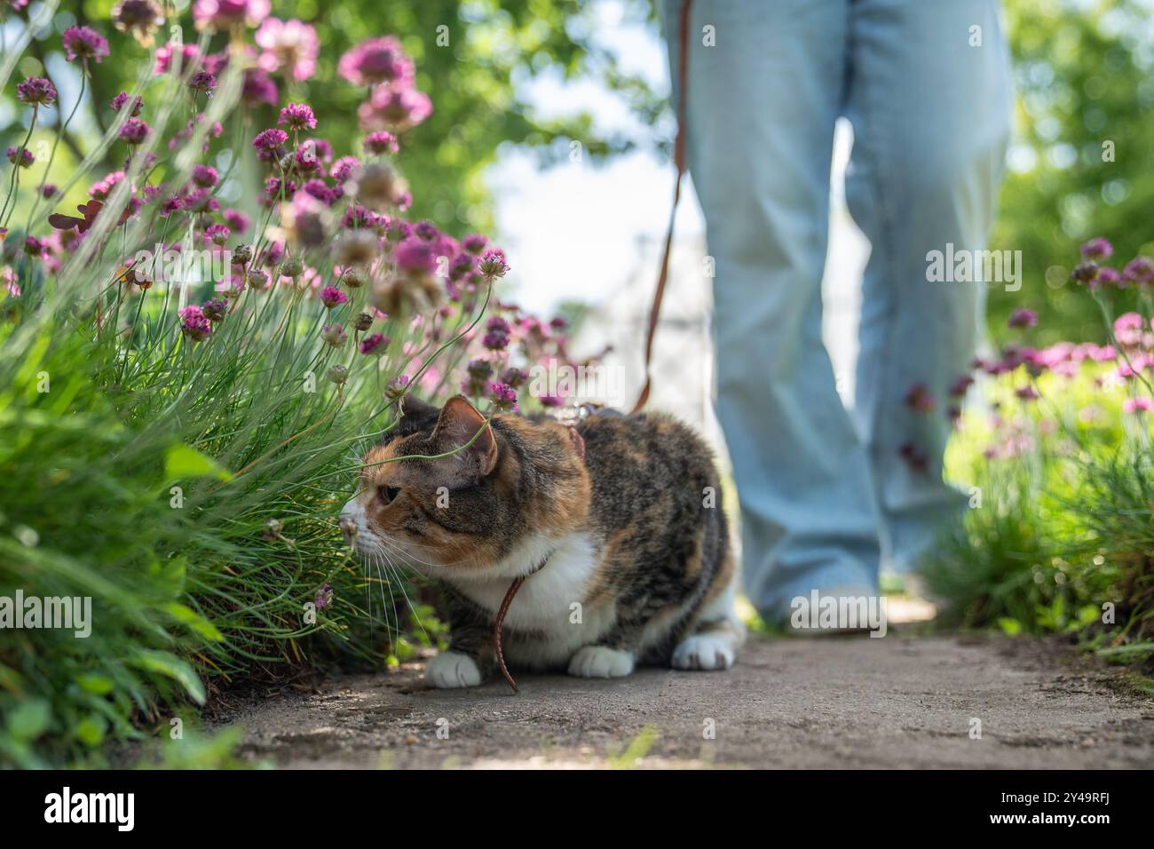 Stressed cat on leash presses to ground among plants flowers, tensely ...