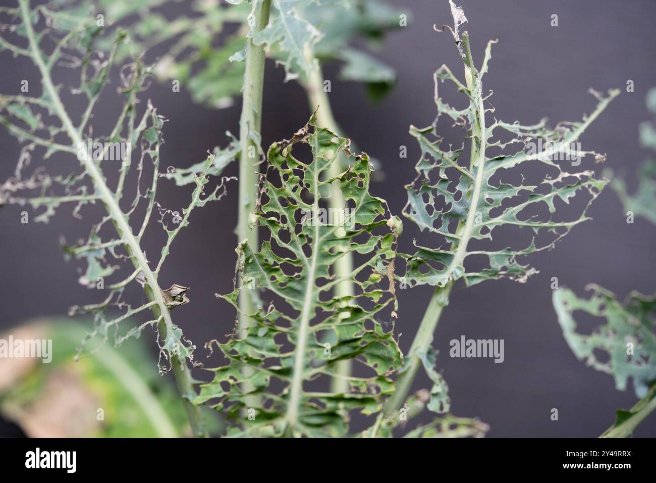 The larvae of the white cabbage butterfly Pieris brassicae destroy the ...