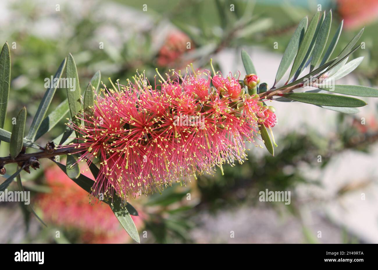 Pink bottlebrush flower on a callistemon plant in a garden Stock Photo ...
