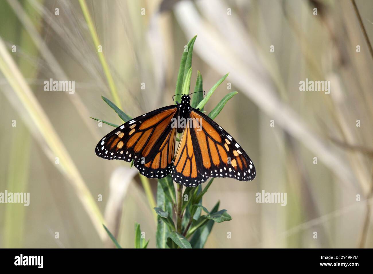 Orange and black wanderer monarch butterfly insect sitting on a plant ...