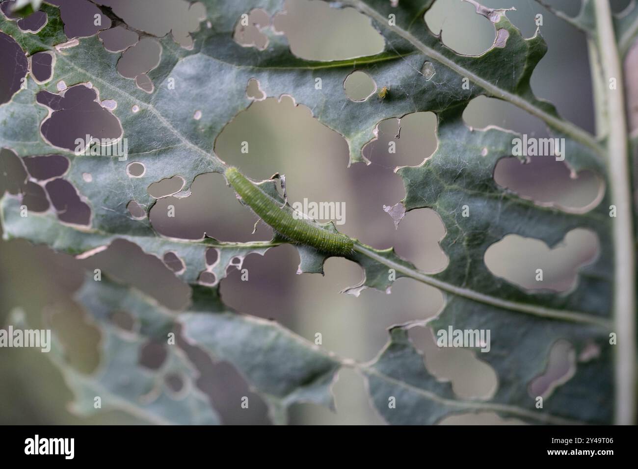 The larvae of the white cabbage butterfly Pieris brassicae destroy the ...