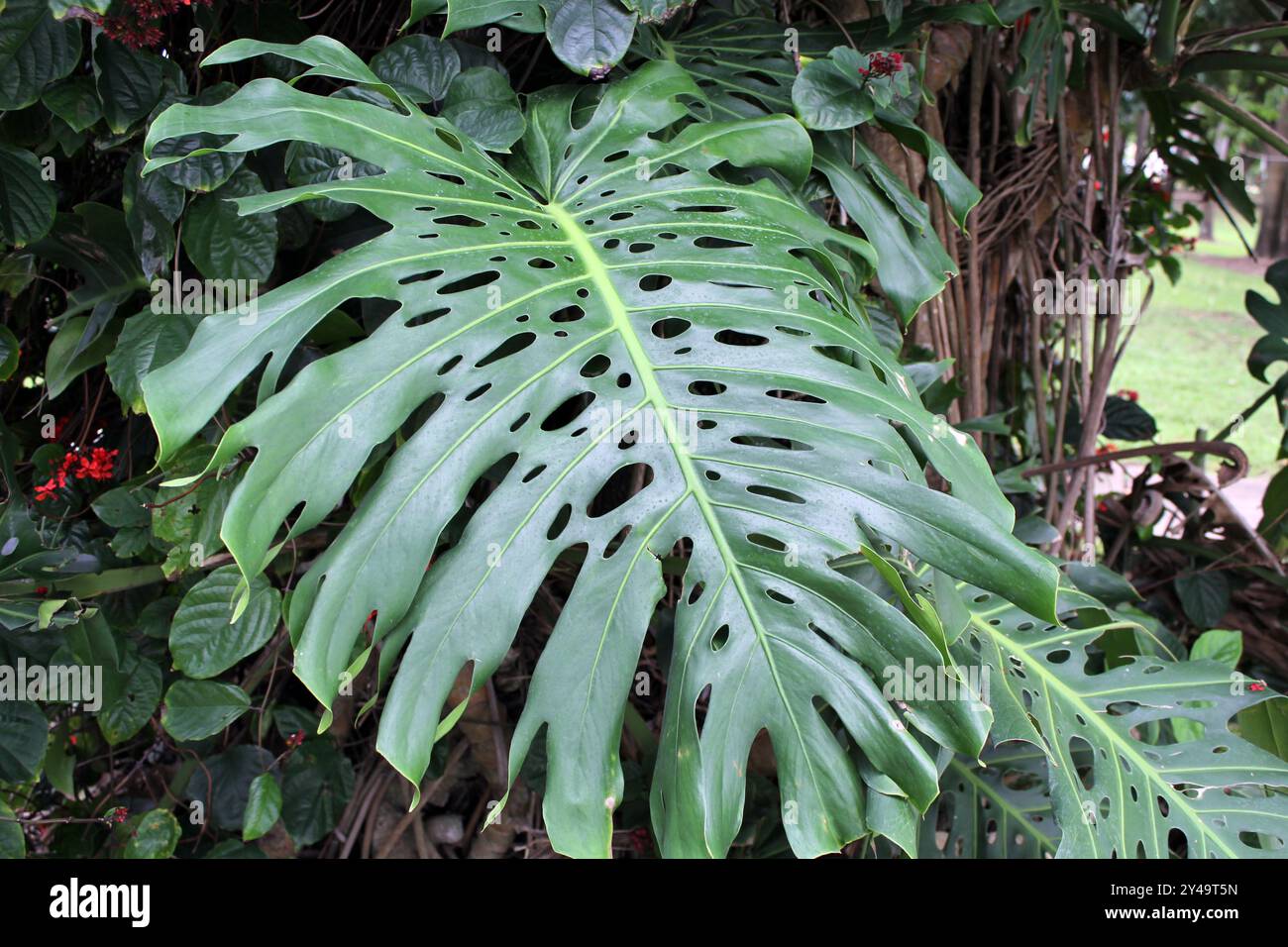 Large green monstera leaf on a plant in a tropical garden Stock Photo ...
