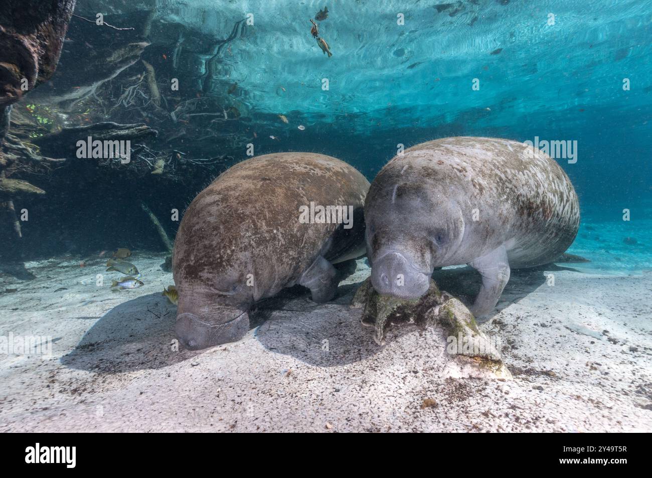 West Indian manatees in Three Sisters springs, Crystal river Florida ...