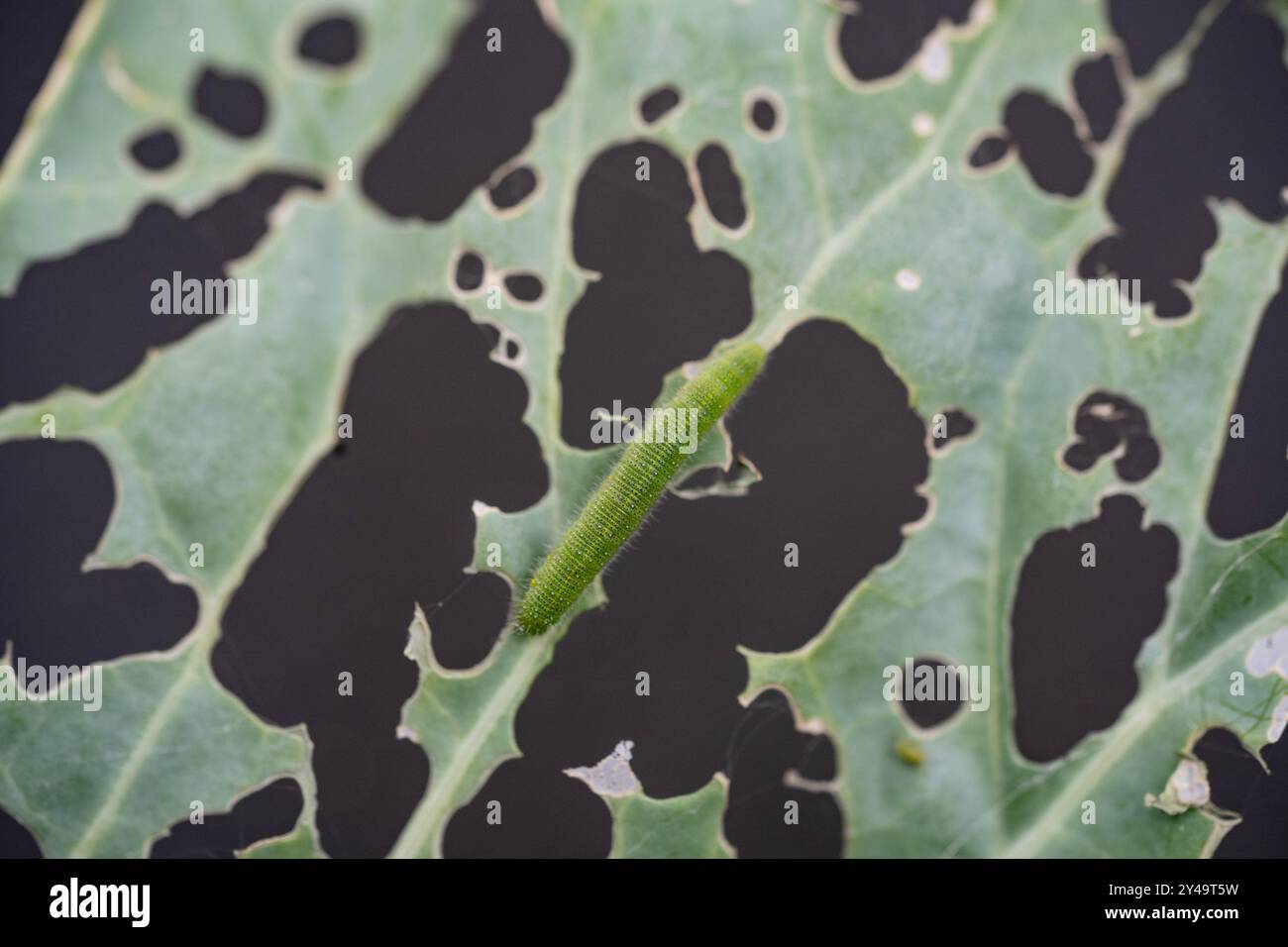 The larvae of the white cabbage butterfly Pieris brassicae destroy the ...