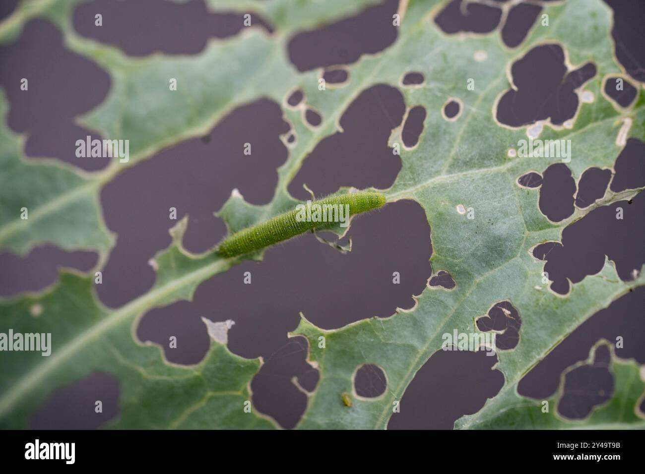 The larvae of the white cabbage butterfly Pieris brassicae destroy the ...