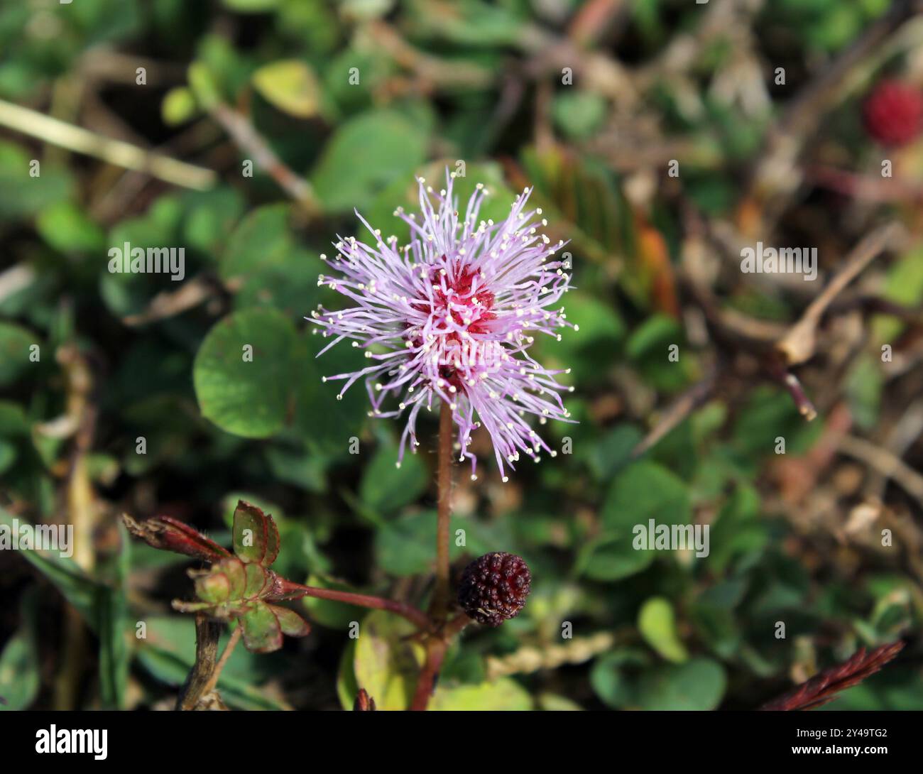 Pink flower on a sensitive plant weed (Mimosa pudica Stock Photo - Alamy