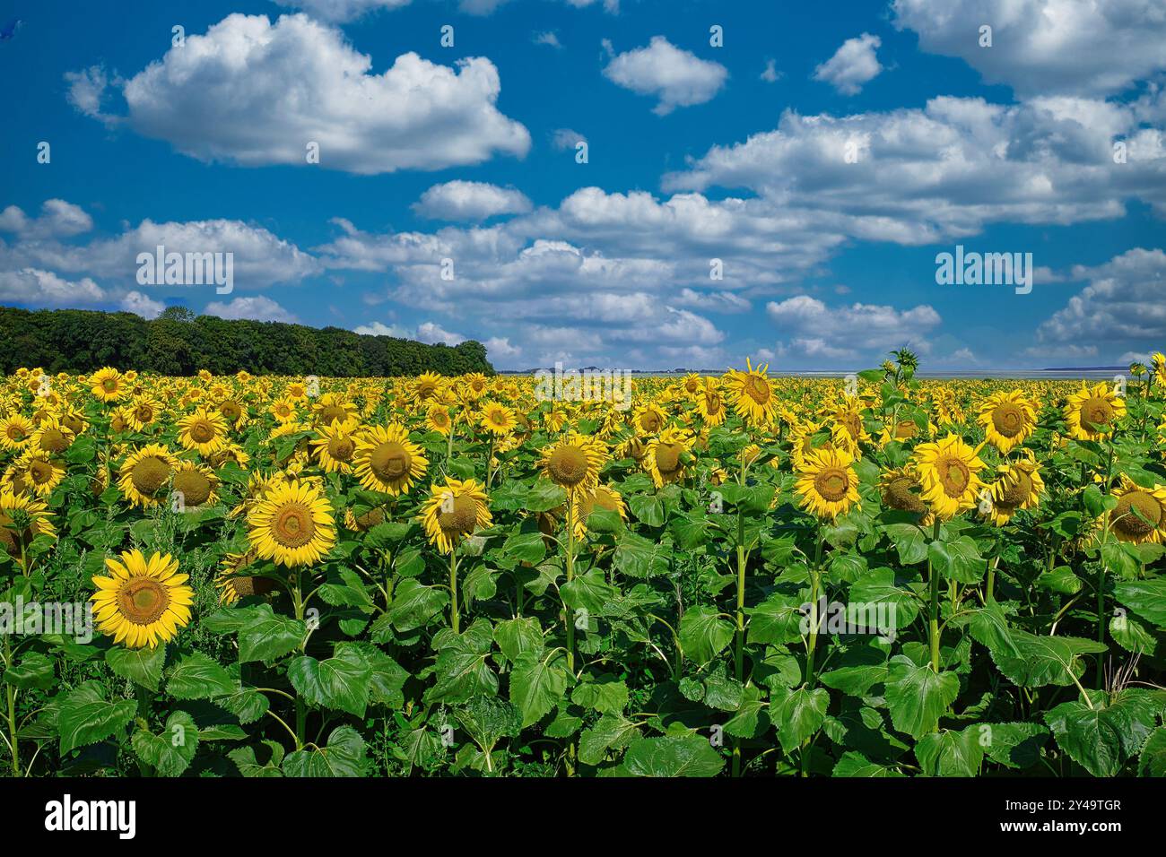 Sunflower field with white clouds and blue sky . Landscape of ...