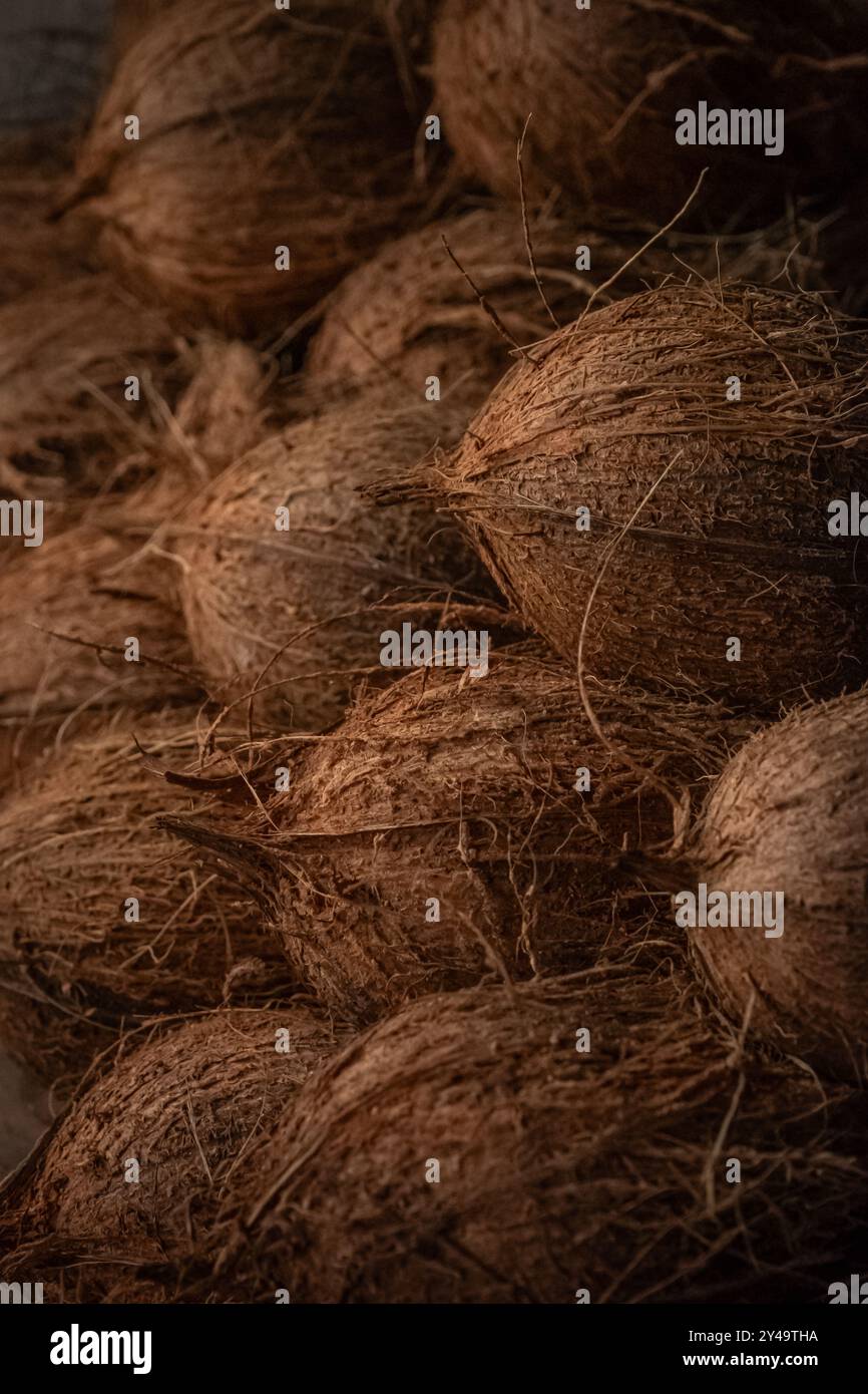 Background of coconuts close up. Pile of dry coconuts. Unpeeled ...