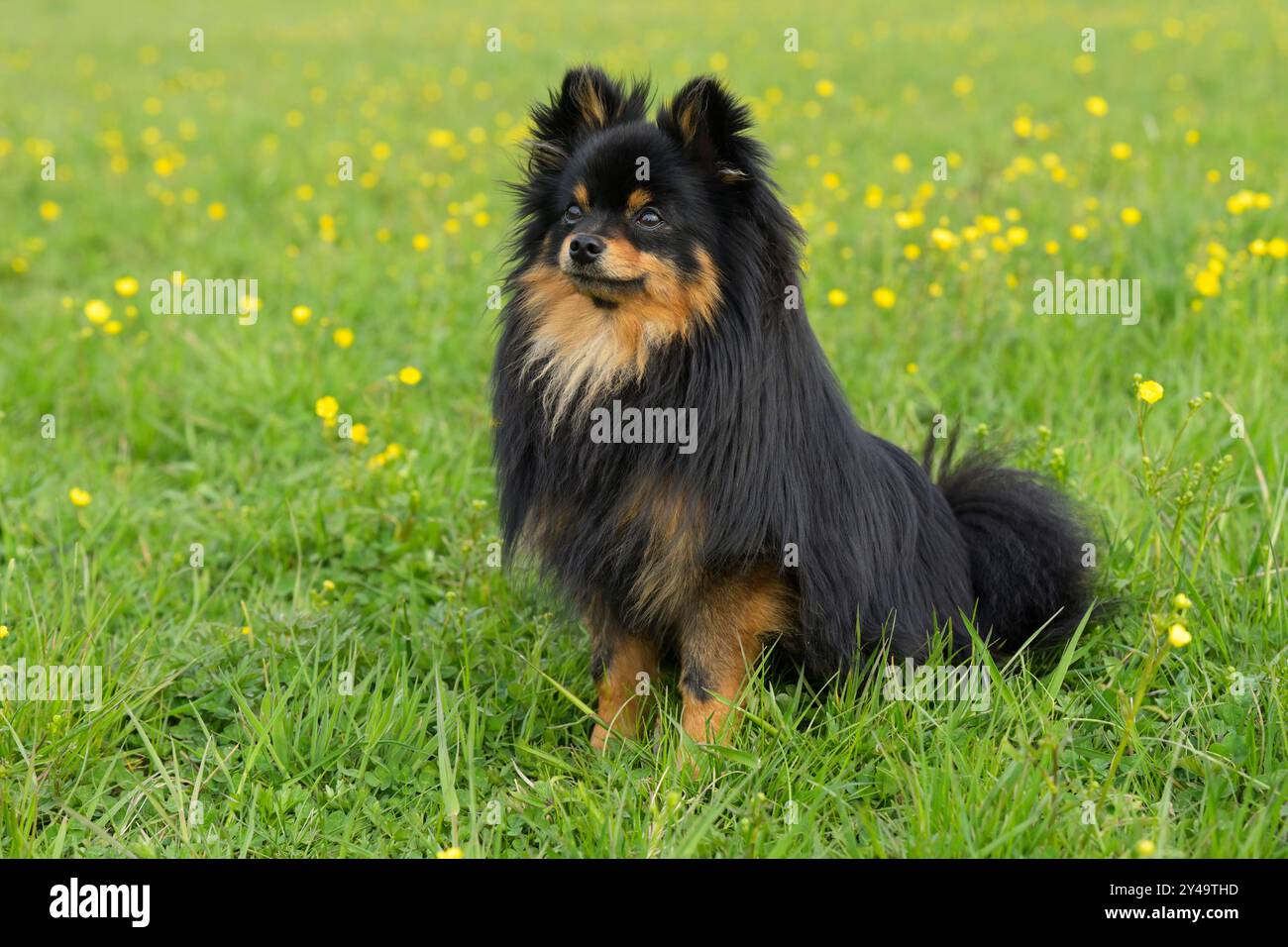 German Spitz sitting in a meadow Stock Photo - Alamy