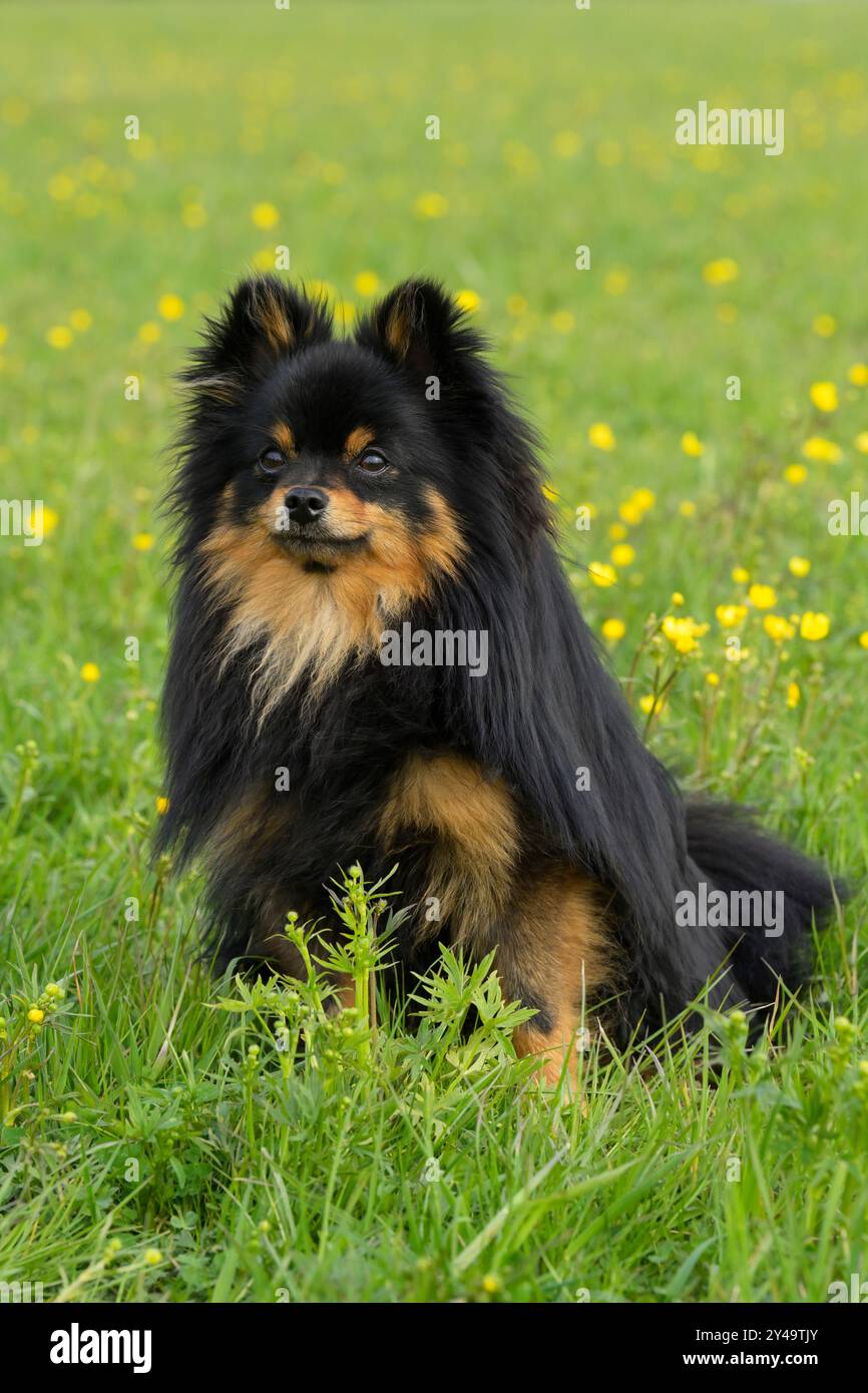 German spitz dog hi-res stock photography and images - Alamy