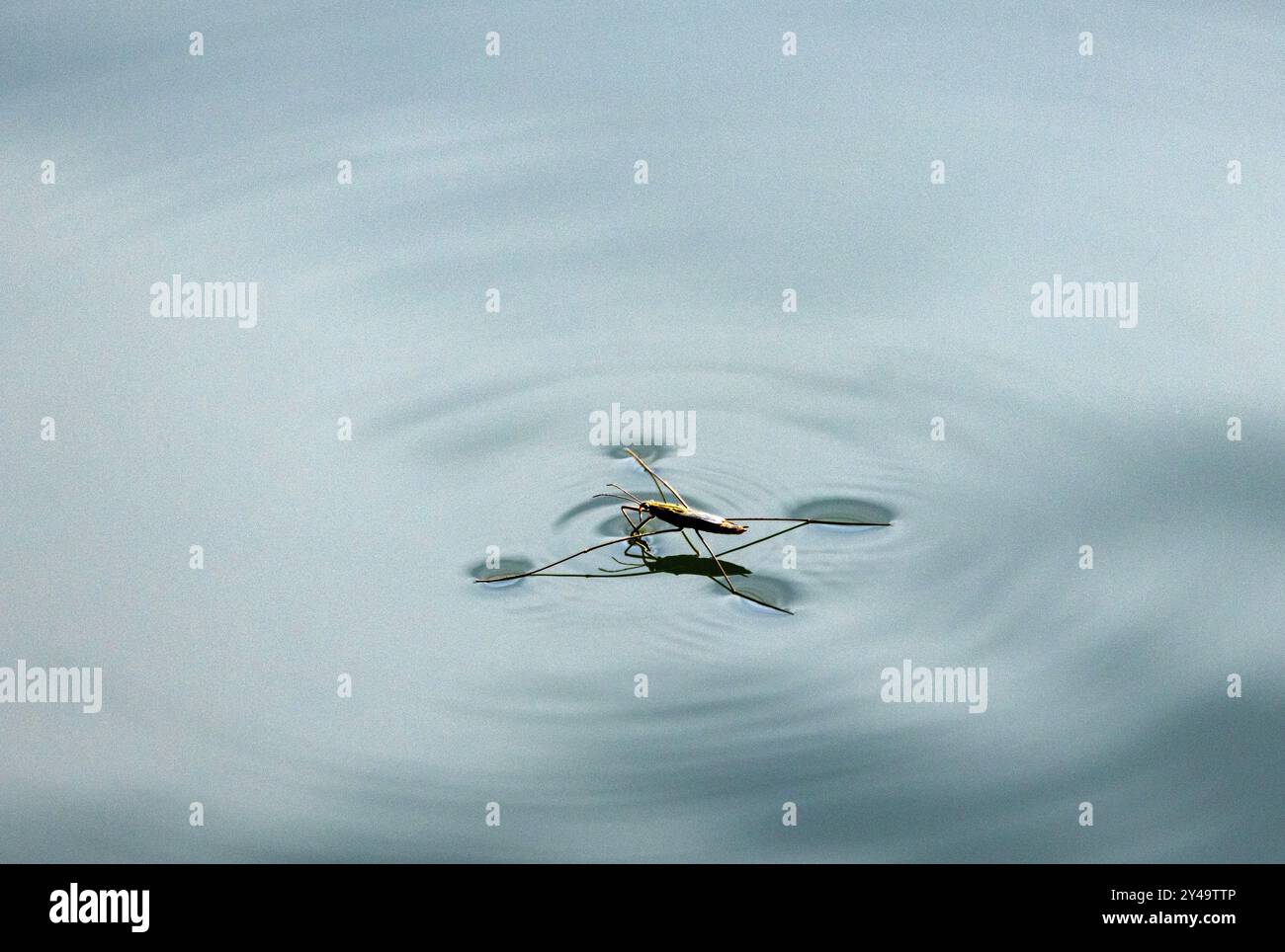 The Pond Skater is the commonest of the water-bugs seen on the surface ...