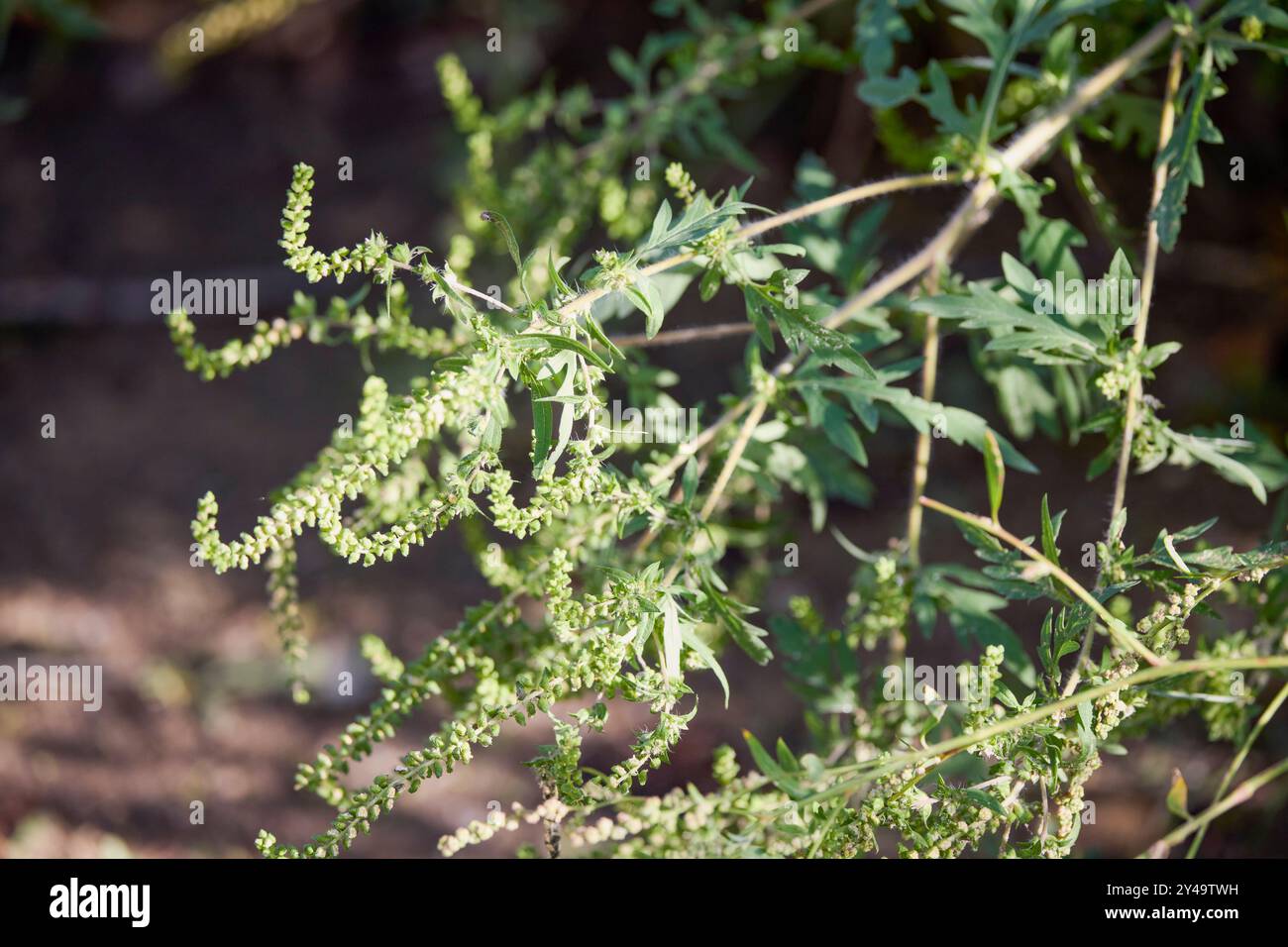 close up with a ragweed plant, one of the most common allergic plants ...