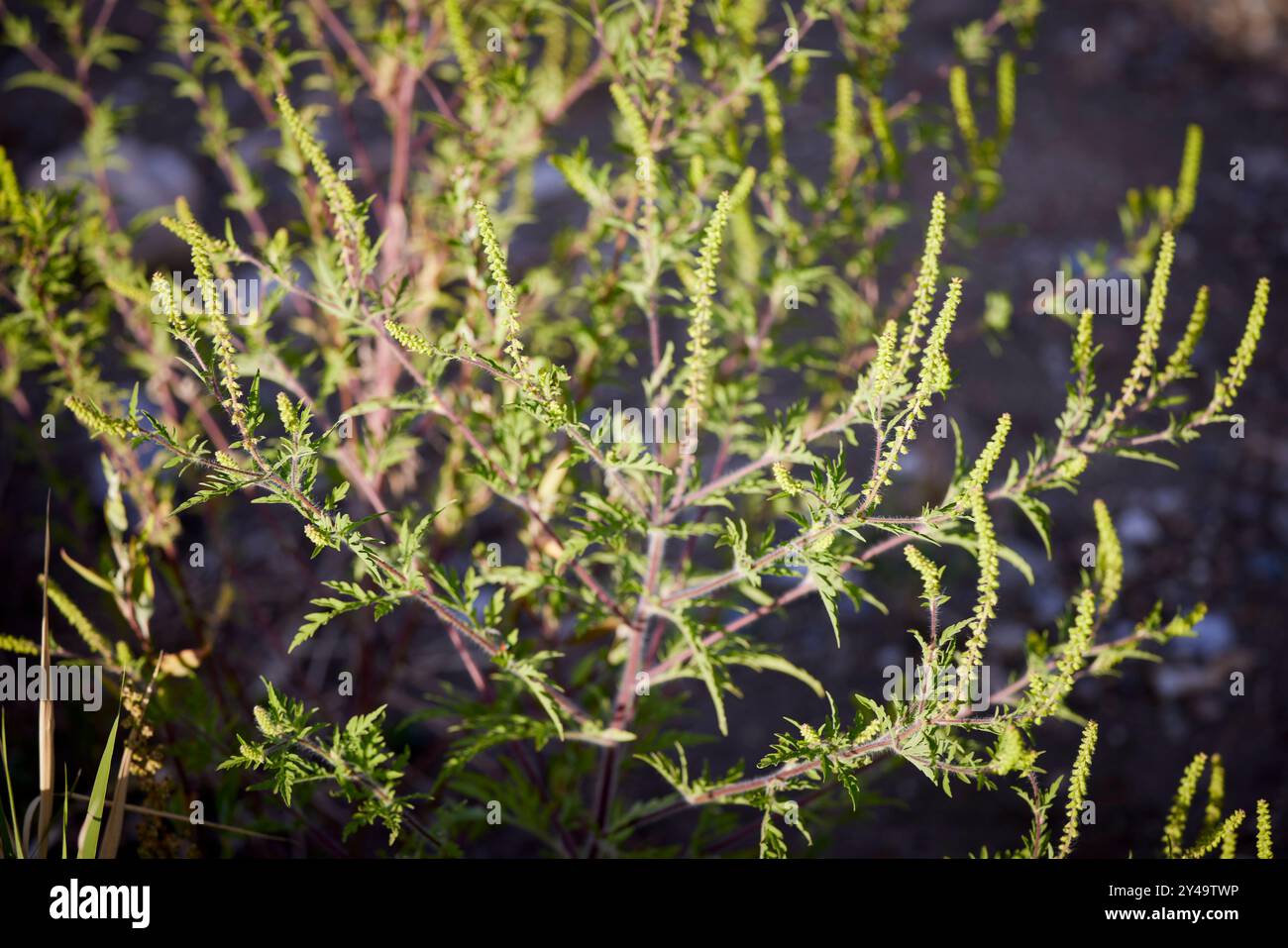 close up with a ragweed plant, one of the most common allergic plants ...