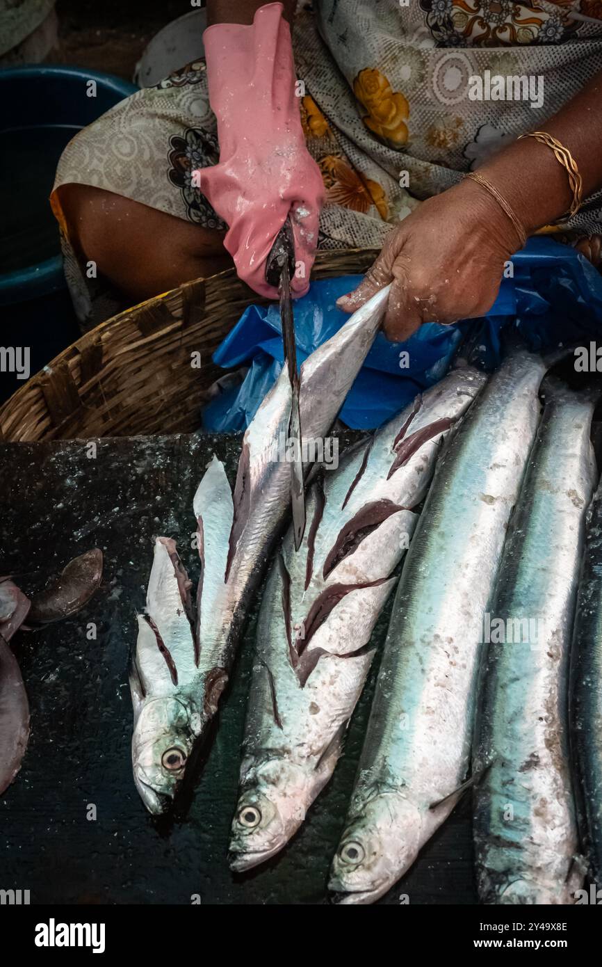 Street fish stall in a market. Woman cleaning fish. Indian woman ...