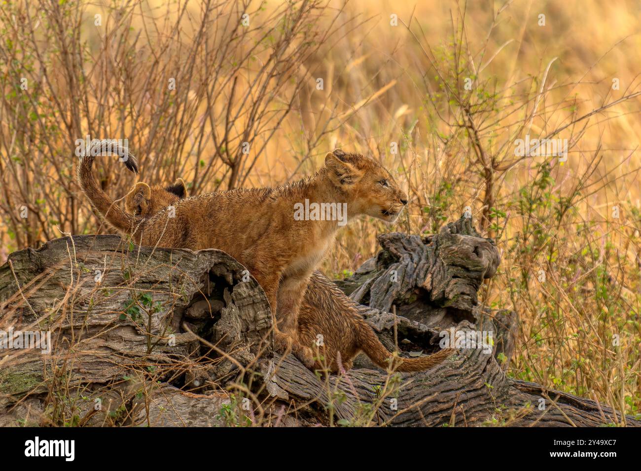 lion cub sitting on a dead trunk in the African savannah Stock Photo ...