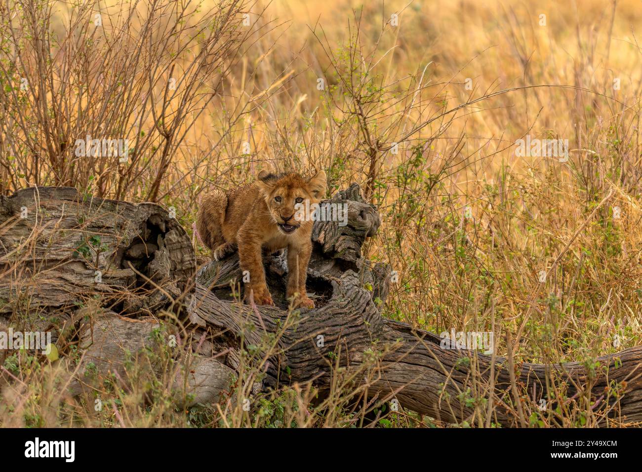 lion cub sitting on a dead trunk in the African savannah Stock Photo ...