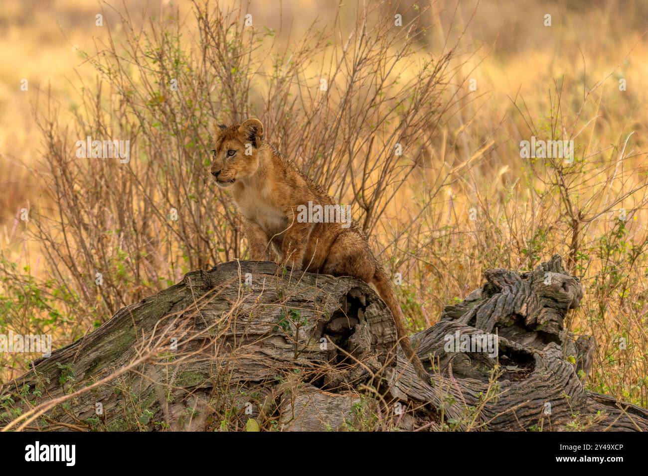 lion cub sitting on a dead trunk in the African savannah Stock Photo ...