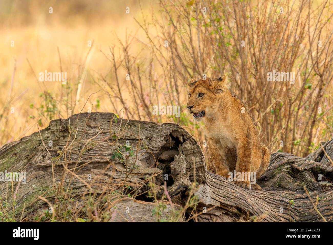 lion cub sitting on a dead trunk in the African savannah Stock Photo ...