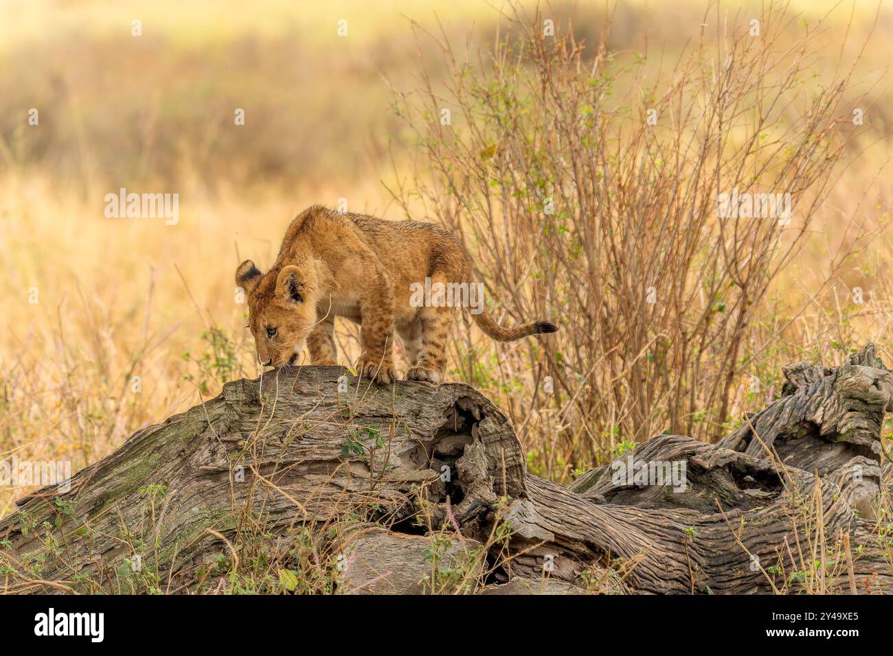 lion cub sitting on a dead trunk in the African savannah Stock Photo ...