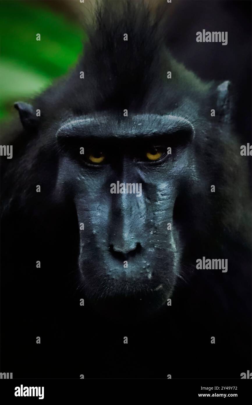 Crested black macaque (Macaca nigra) a native ape-like monkey with ...