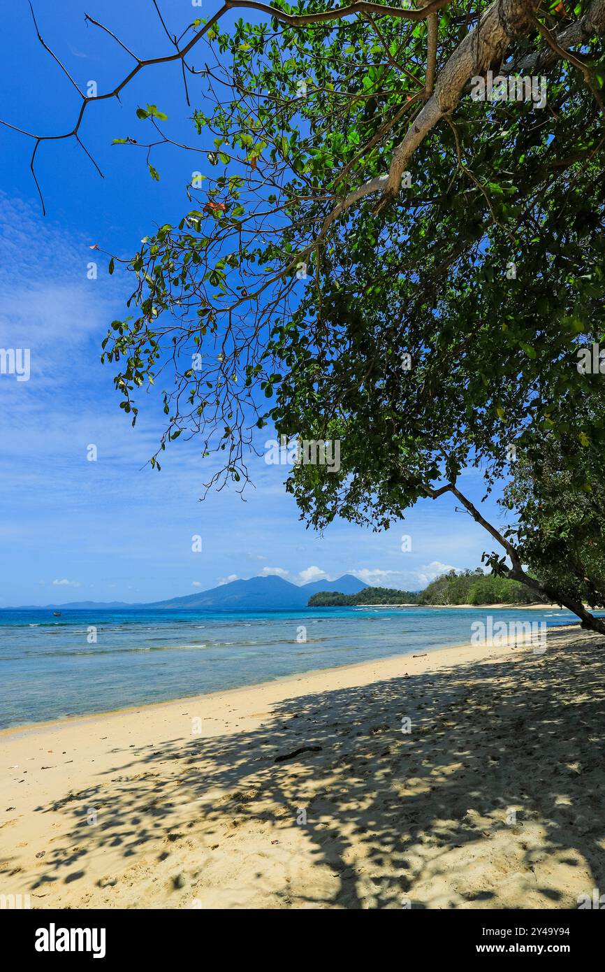 Tangkoko nature reserve beyond hi-res stock photography and images - Alamy