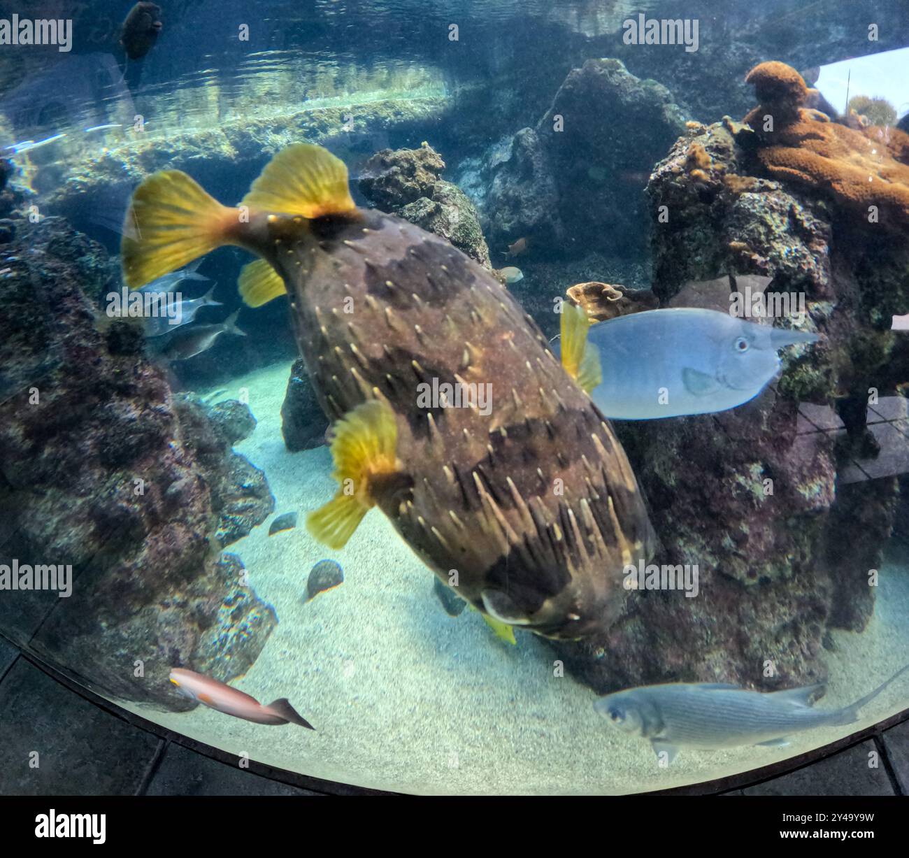 Maui Ocean Center, submarine life, fishes in the aquarium Stock Photo ...