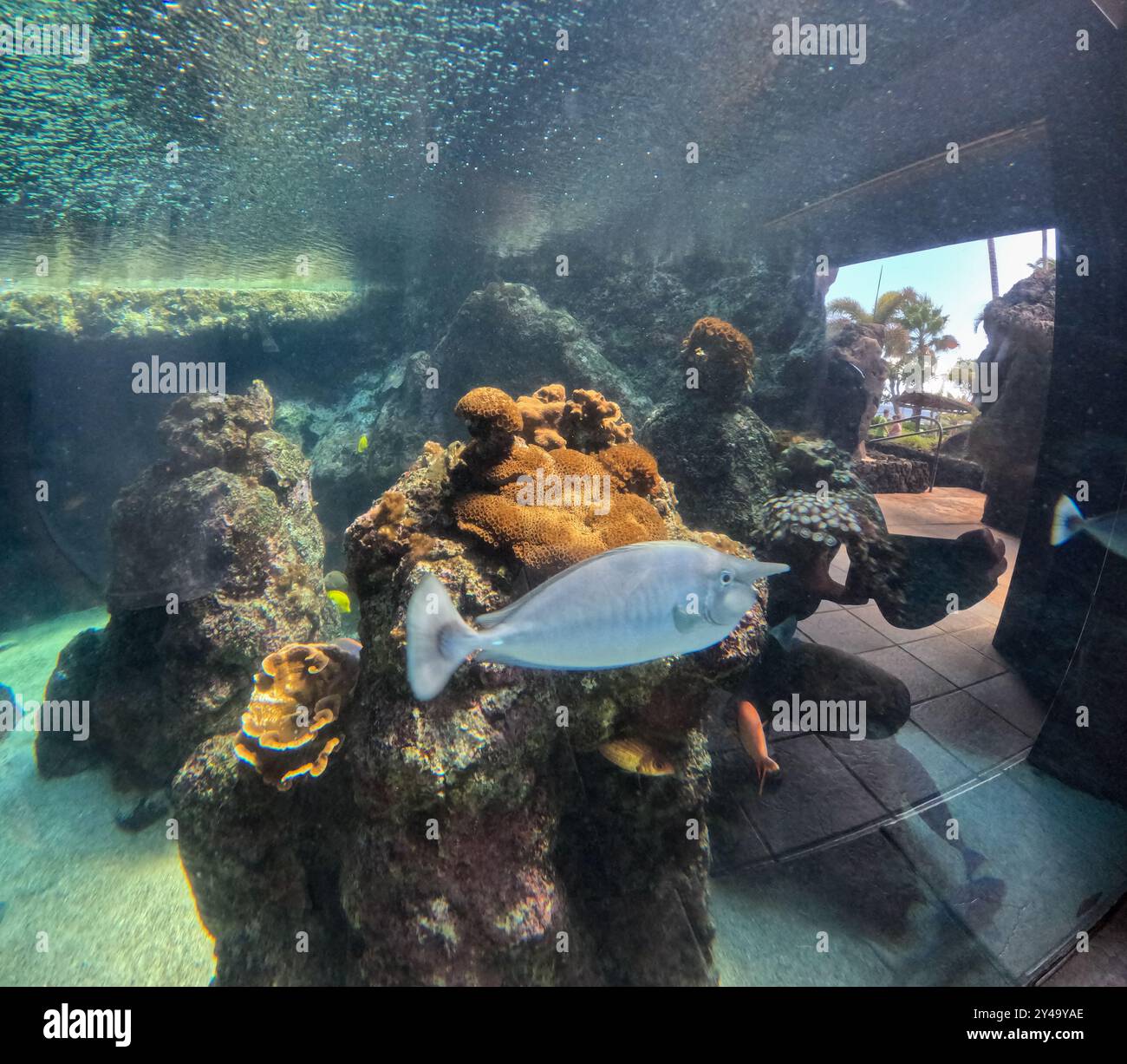 Maui Ocean Center, submarine life, fishes in the aquarium Stock Photo ...