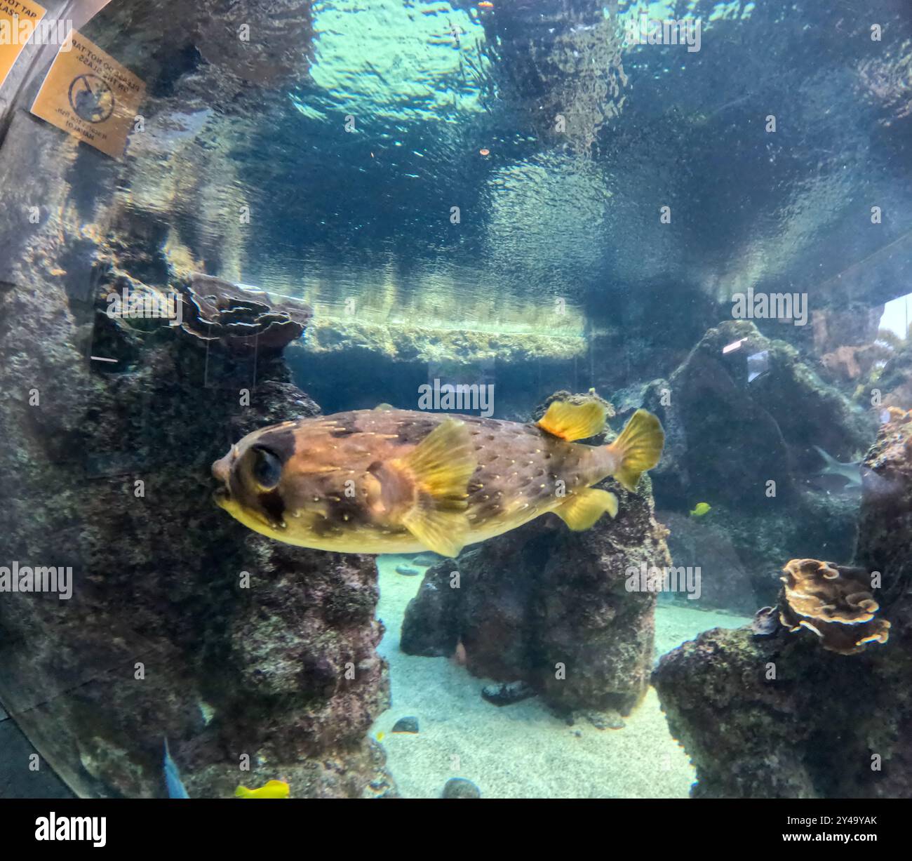 Maui Ocean Center, submarine life, fishes in the aquarium Stock Photo ...