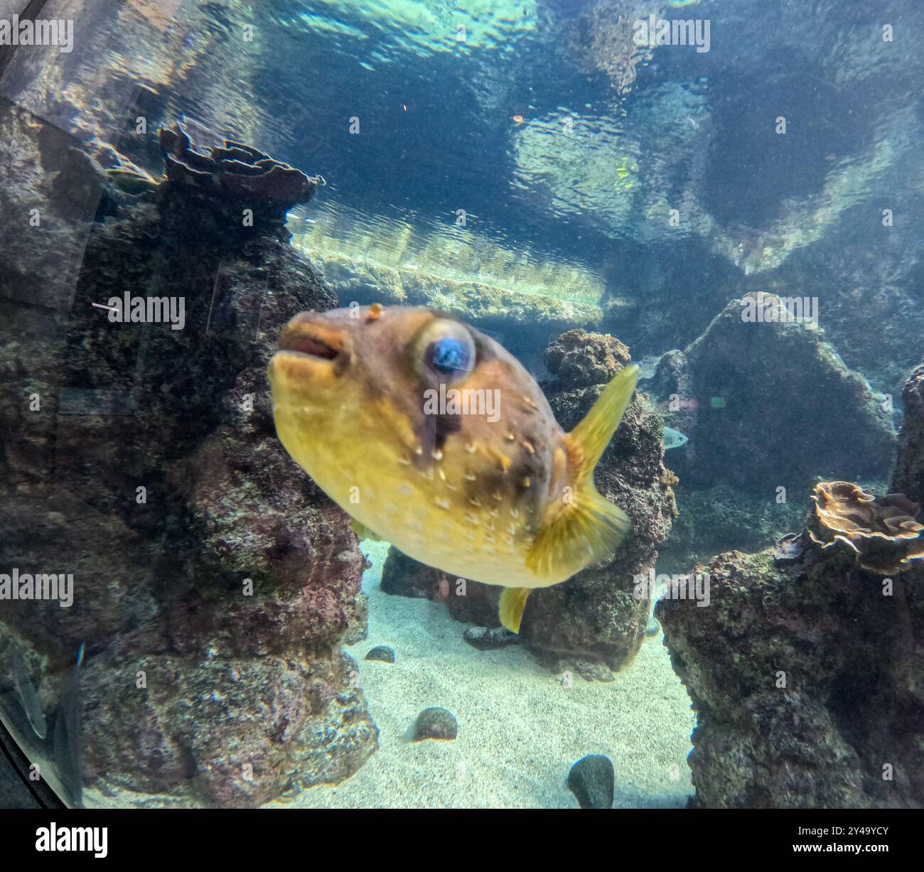 Maui Ocean Center, submarine life, fishes in the aquarium Stock Photo ...