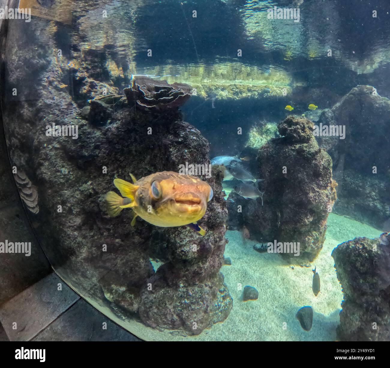 Maui Ocean Center, submarine life, fishes in the aquarium Stock Photo ...