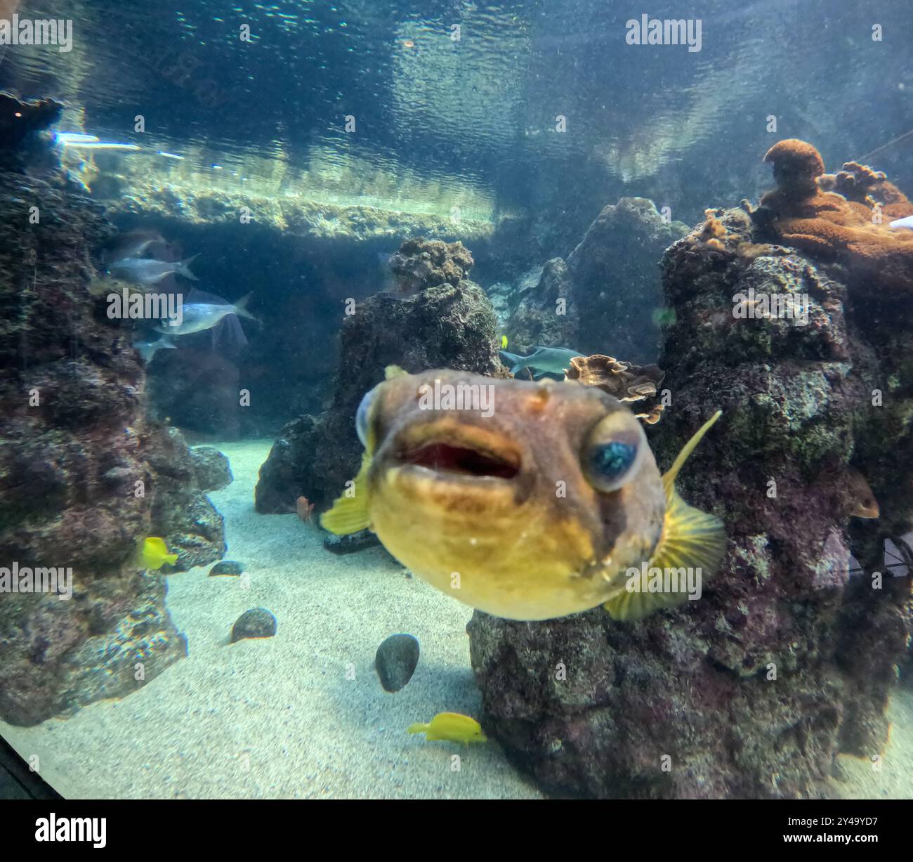 Maui Ocean Center, submarine life, fishes in the aquarium Stock Photo ...