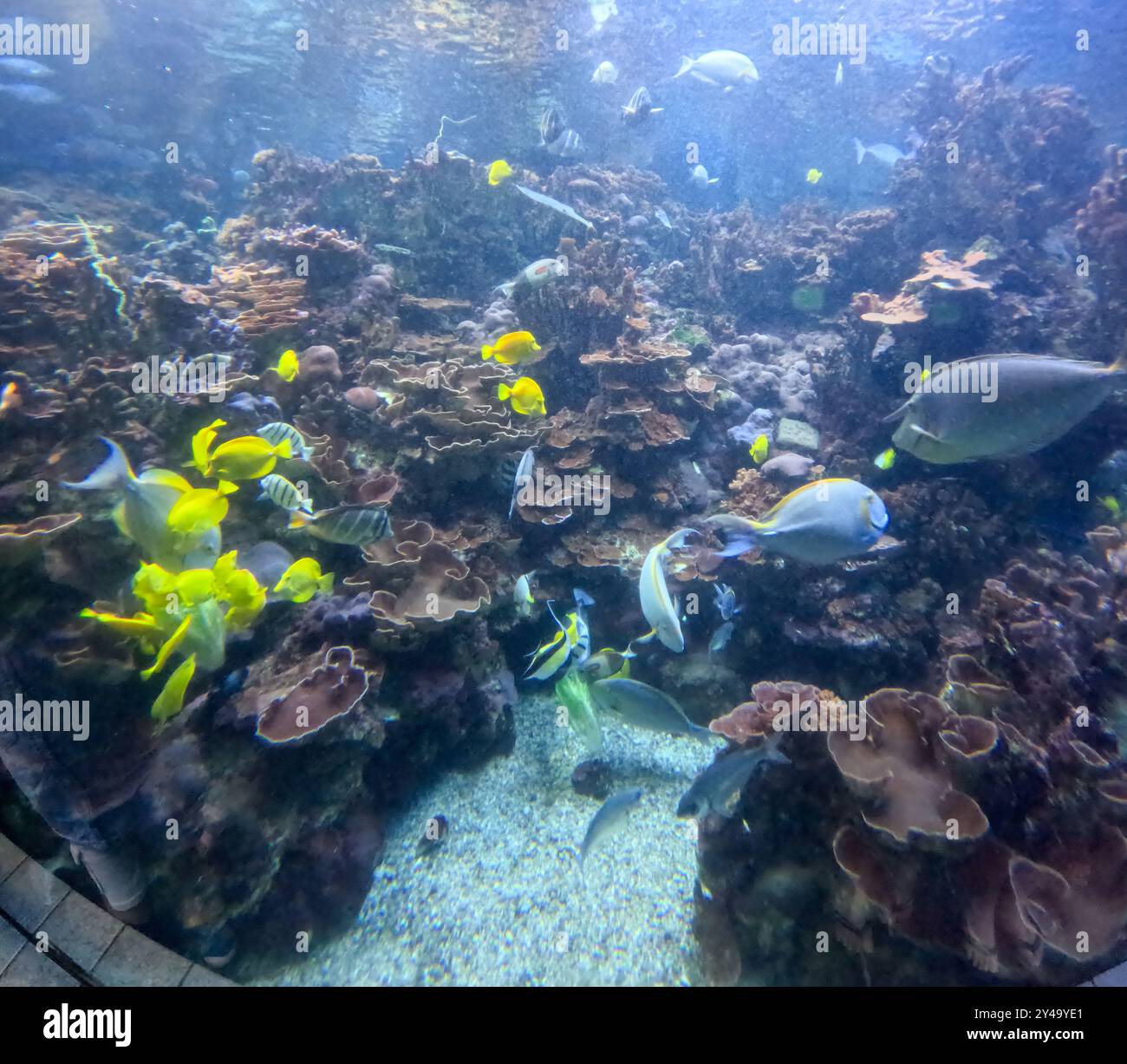 Maui Ocean Center, submarine life, fishes in the aquarium Stock Photo ...