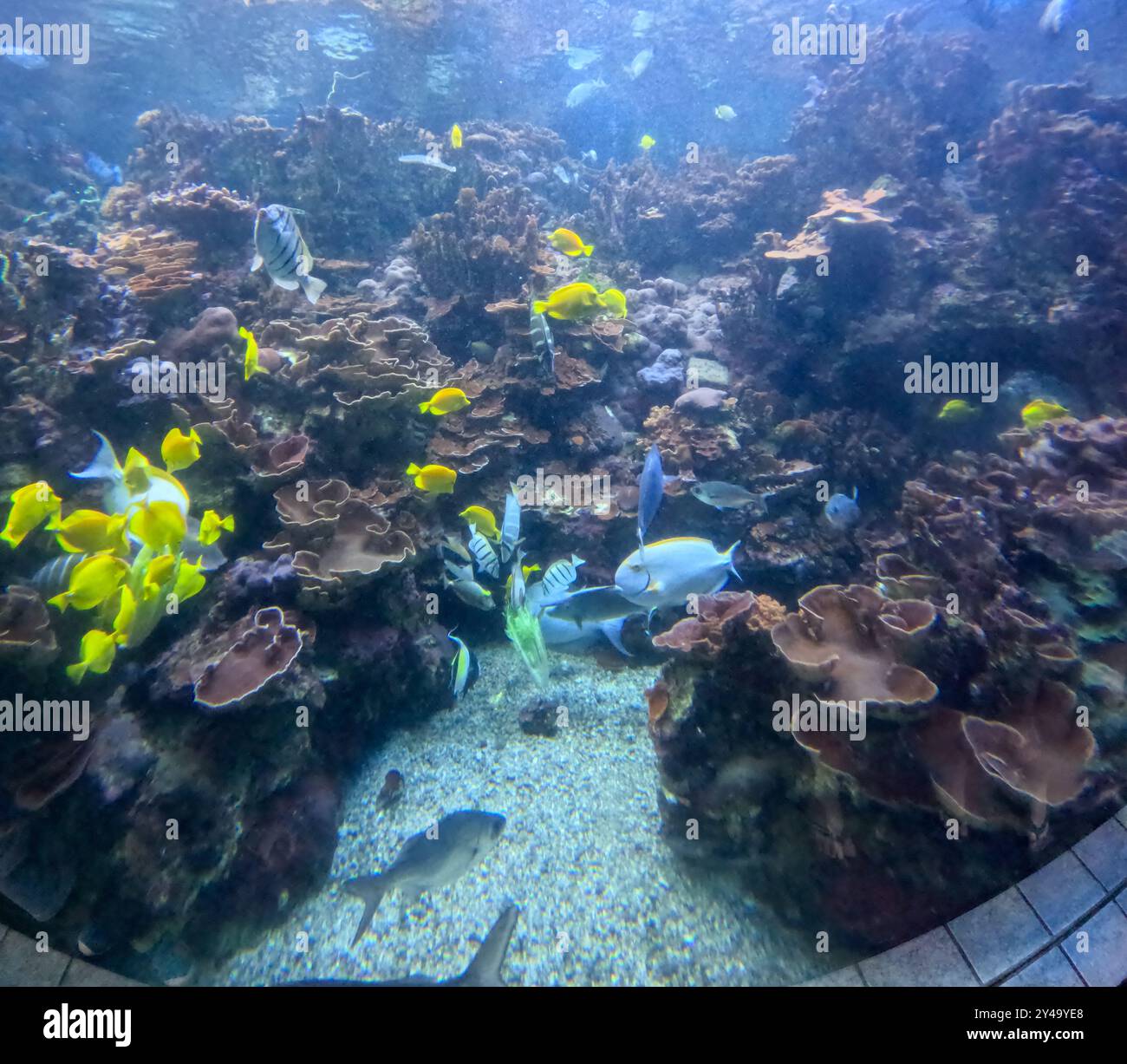 Maui Ocean Center, submarine life, fishes in the aquarium Stock Photo ...