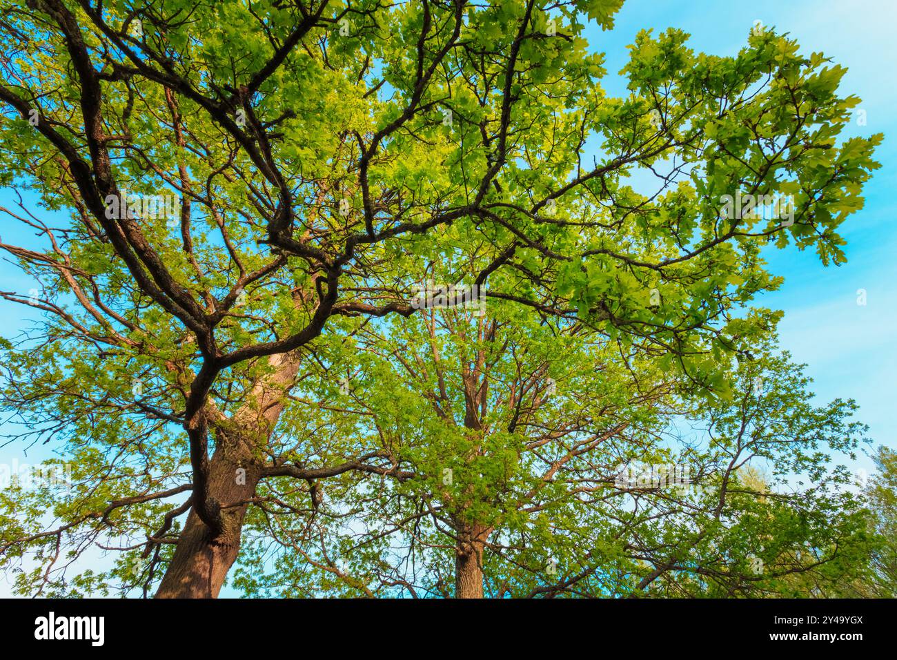 Canopy Of Tall Oak Trees. Upper Branches Of Tree Stock Photo - Alamy