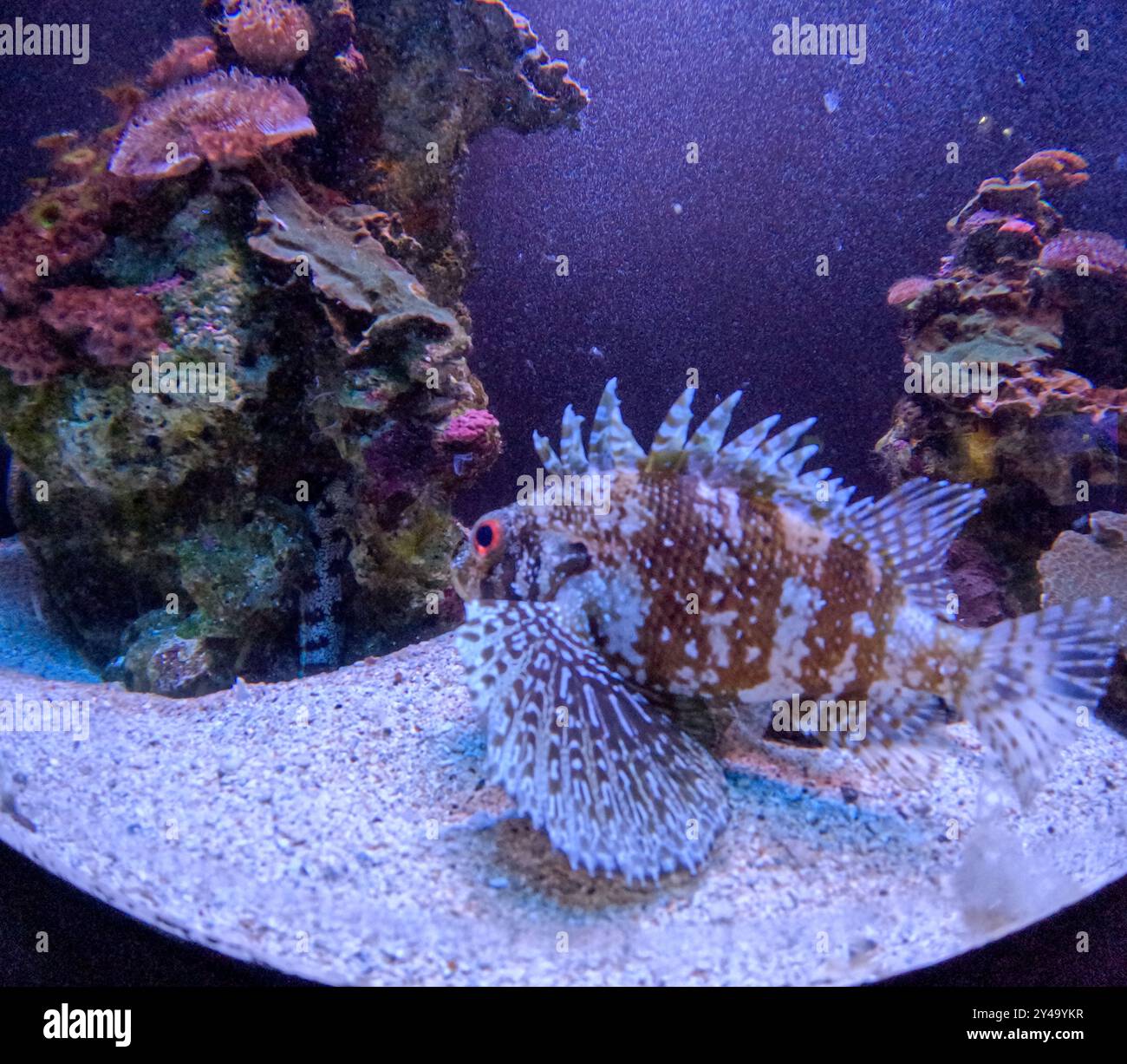 Maui Ocean Center, submarine life, fishes in the aquarium Stock Photo ...