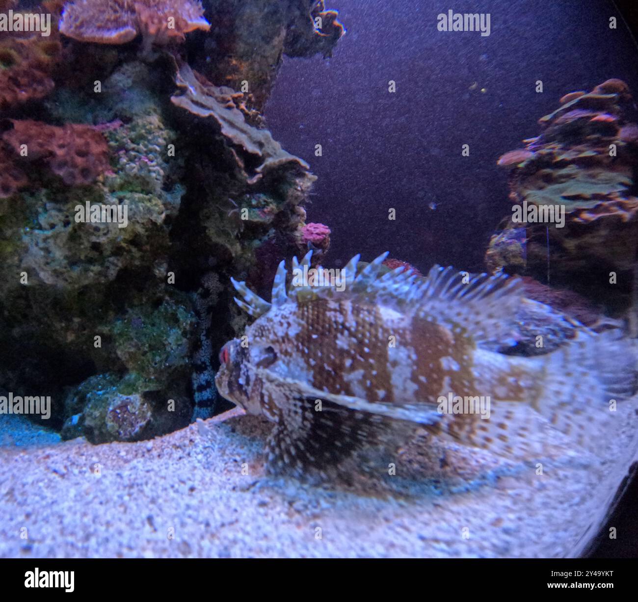 Maui Ocean Center, submarine life, fishes in the aquarium Stock Photo ...