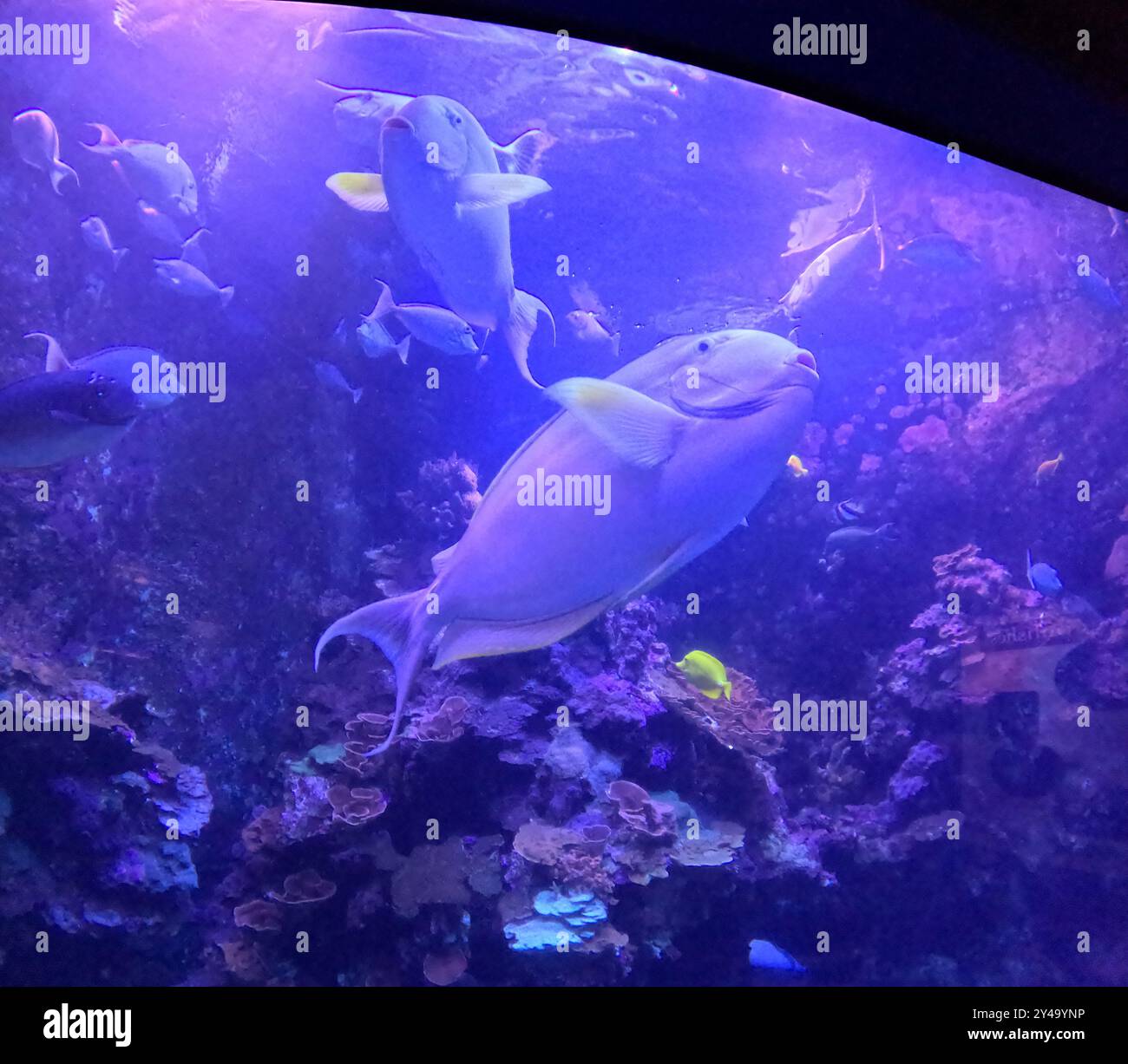 Maui Ocean Center, submarine life, fishes in the aquarium Stock Photo ...