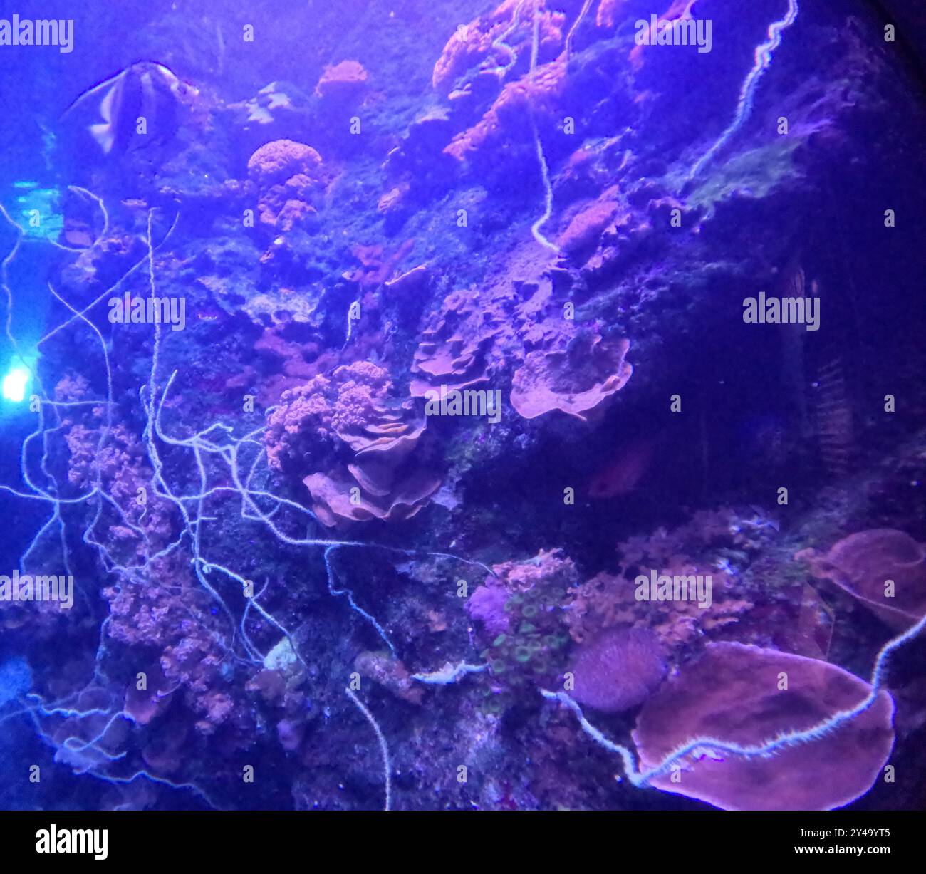 Maui Ocean Center, submarine life, fishes in the aquarium Stock Photo ...